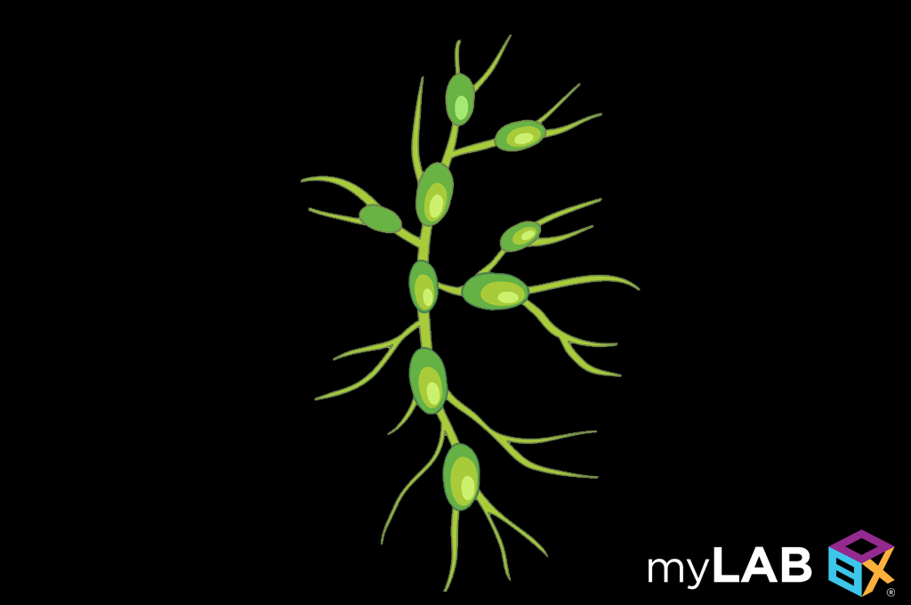 HIV And Swollen Lymph Nodes - STD Home Test | myLAB Box™